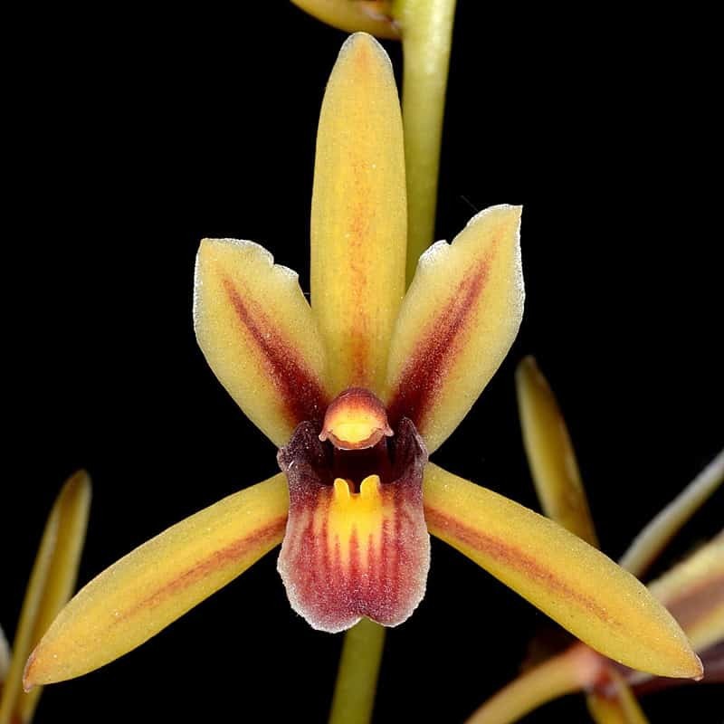 Akerne Orchids - Prachtige Orchideeën en Benodigdheden