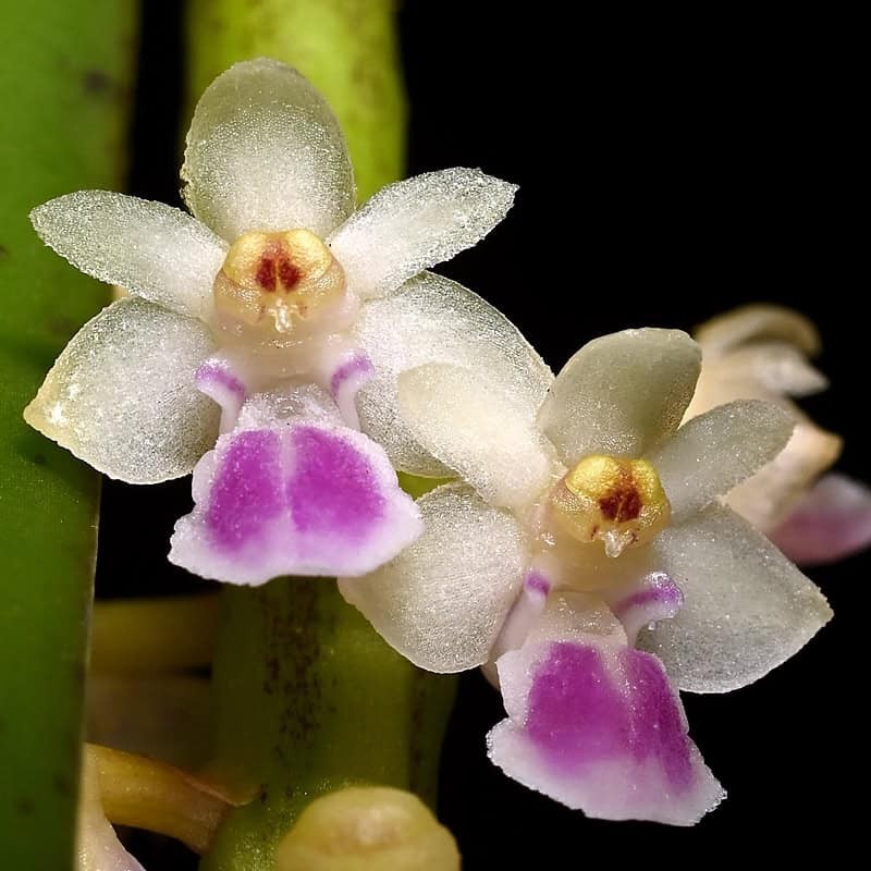 Akerne Orchids - Prachtige Orchideeën en Benodigdheden