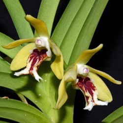 Akerne Orchids - Exquisite Orchid Plants & Supplies