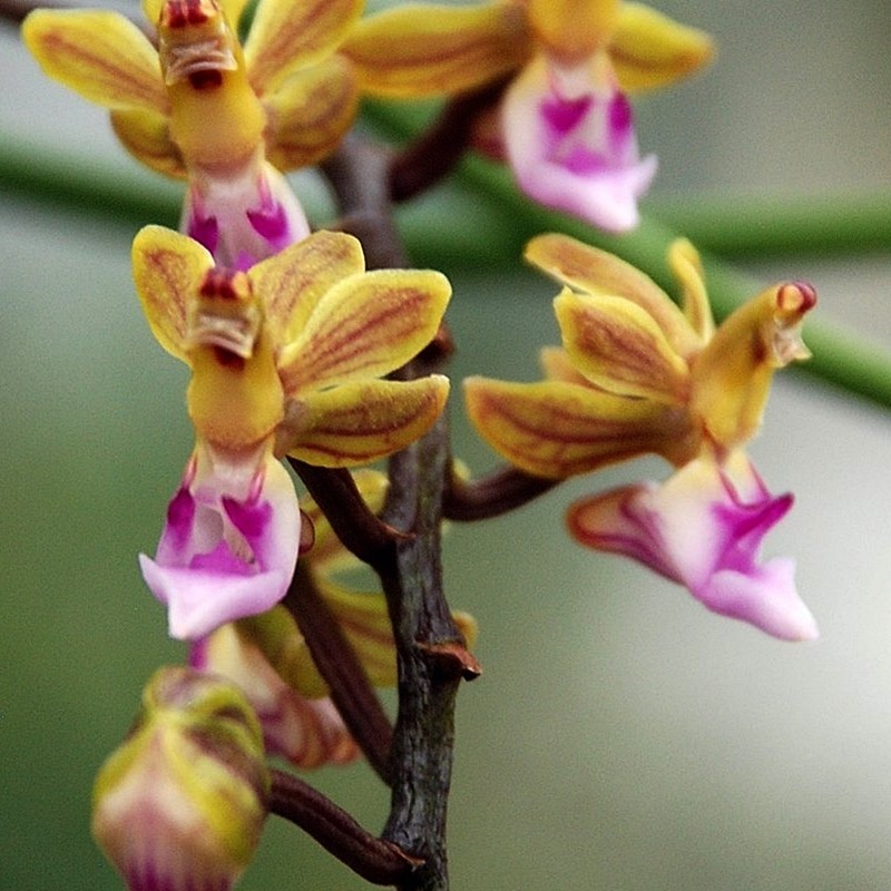 Vanda and allied genera