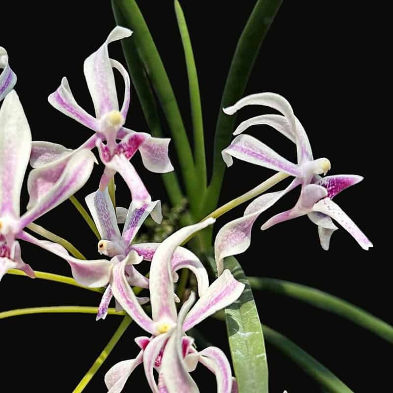 Vanda and allied genera