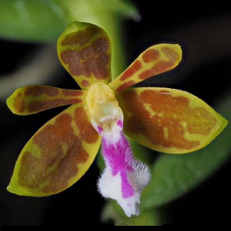 Vanda and allied genera