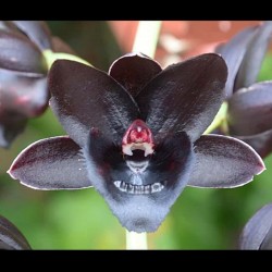 Autres orchidées