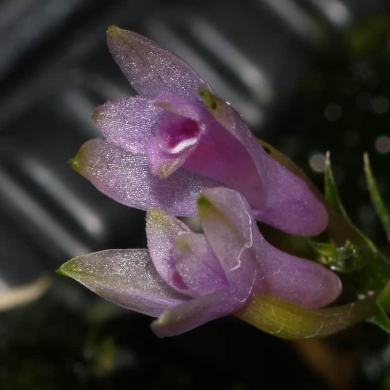 Dendrobium