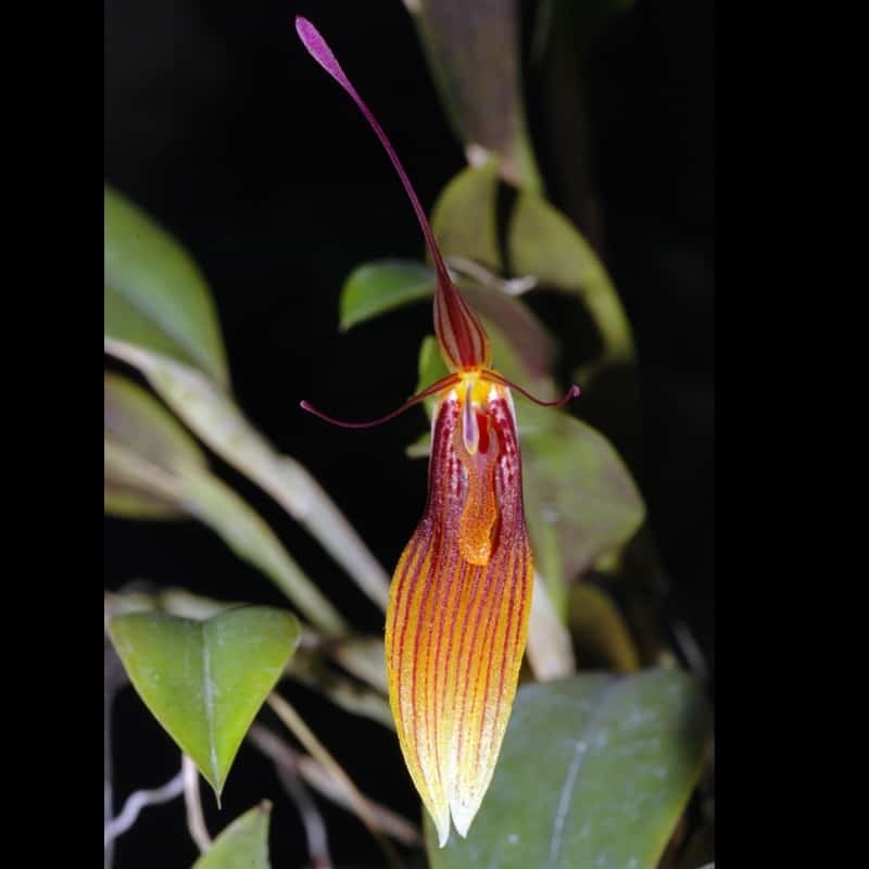 Restrepia