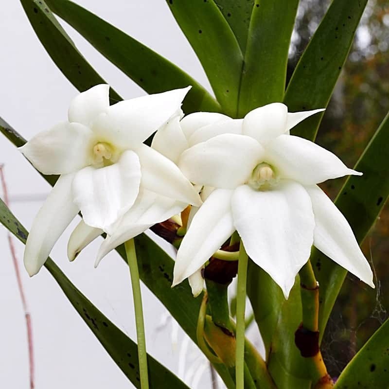 Akerne Orchids / Orchid Web bv