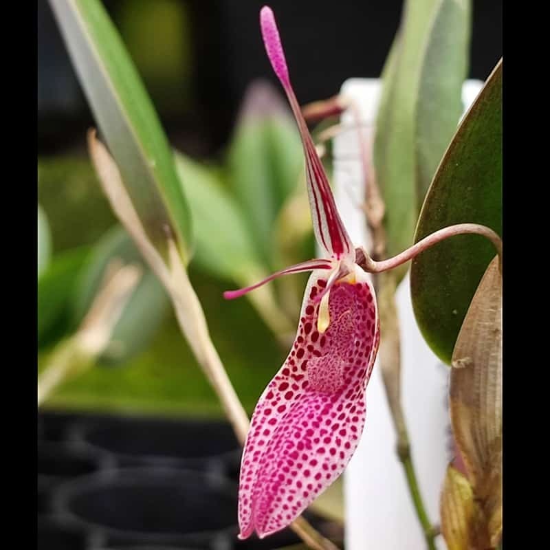 Restrepia contorta [AO-03962]