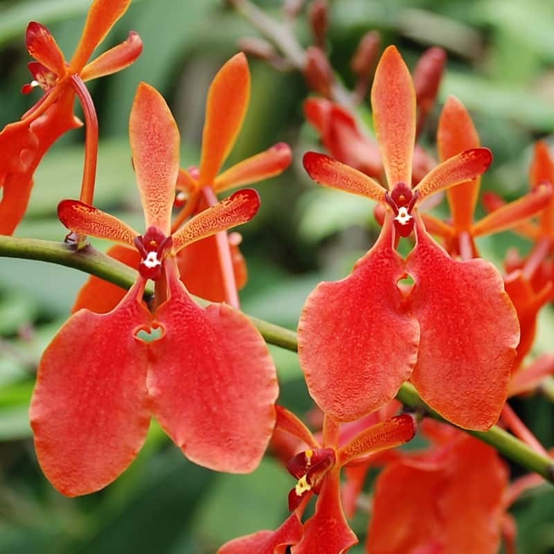 Vanda en aanverwanten