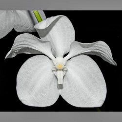 Akerne Orchids